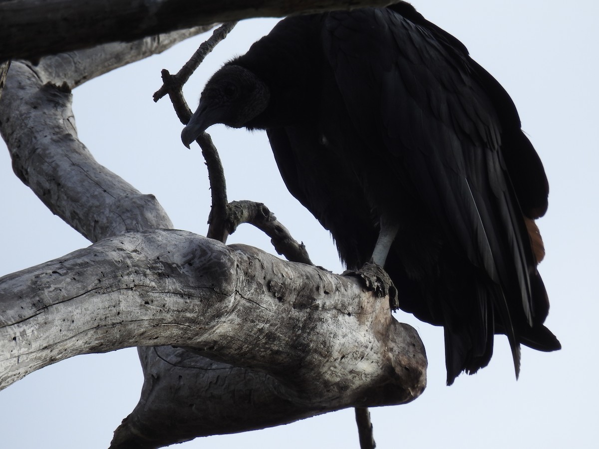 eBird Checklist - 4 Oct 2024 - Joachim Loop Trail - 34 species