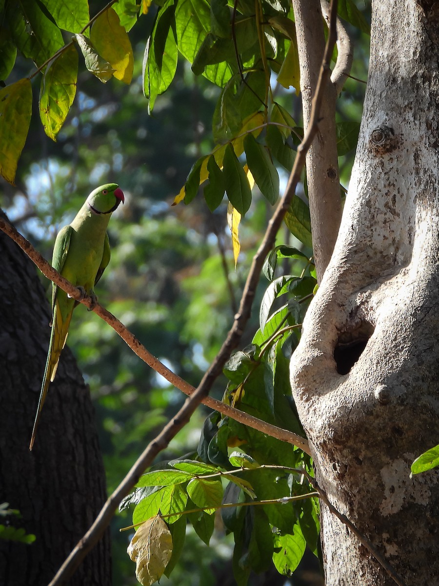 eBird Checklist - 7 Feb 2023 - Jnpt Hospital Navi Mumbai, Maharashtra ...