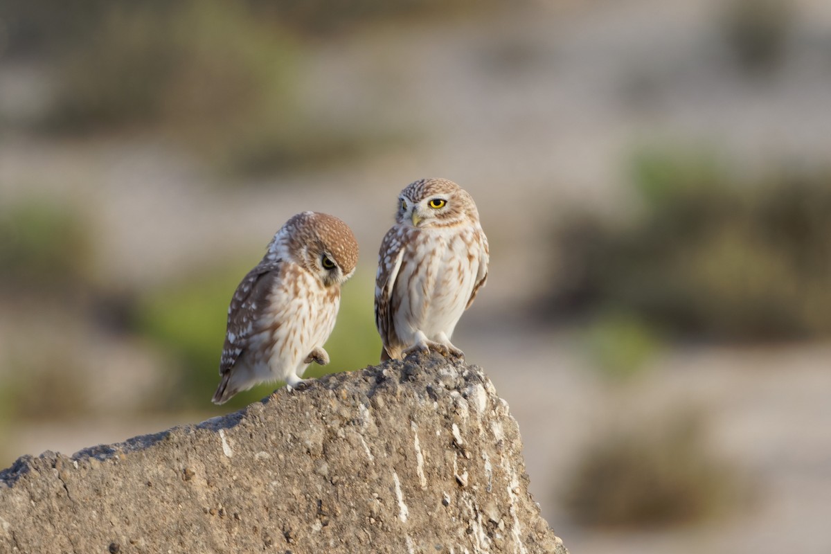 eBird Checklist - 5 Oct 2024 - Al Maha Forest--Pivot Fields (no access ...