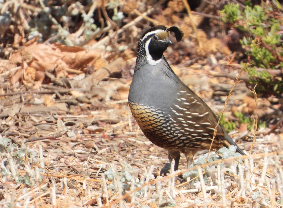 eBird Checklist - 29 Sep 2024 - Sycamore Canyon (Whittier, CA) - 34 species
