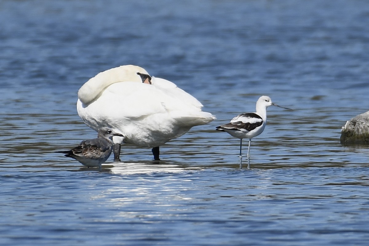 eBird Checklist - 5 Oct 2024 - Jamaica Bay Wildlife Refuge - 42 species