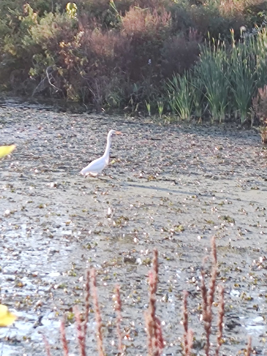 eBird Checklist - 5 Oct 2024 - Wappinger Lake - 12 species