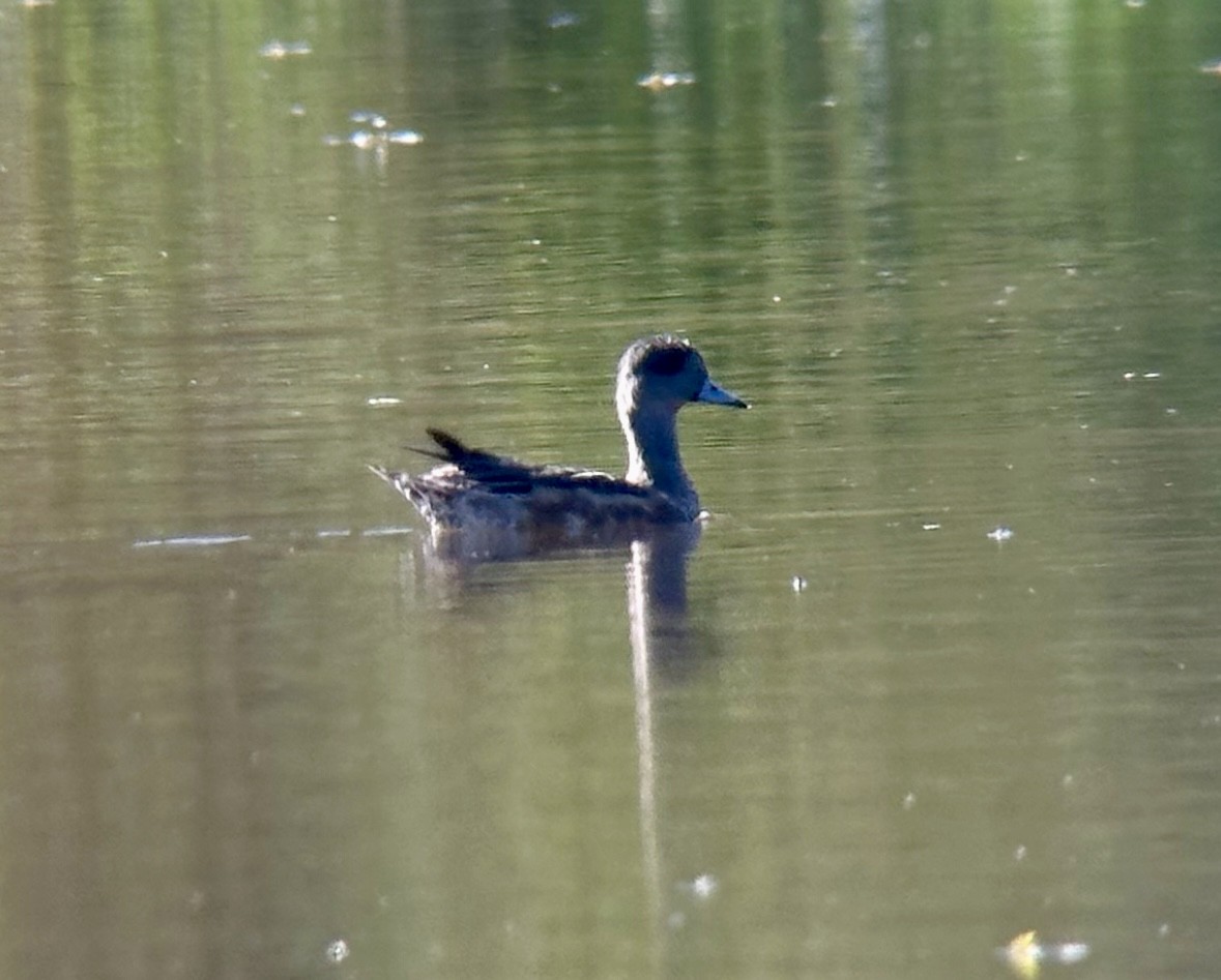 eBird Checklist - 5 Oct 2024 - Octoraro Reservoir (IBA) (Chester Co ...