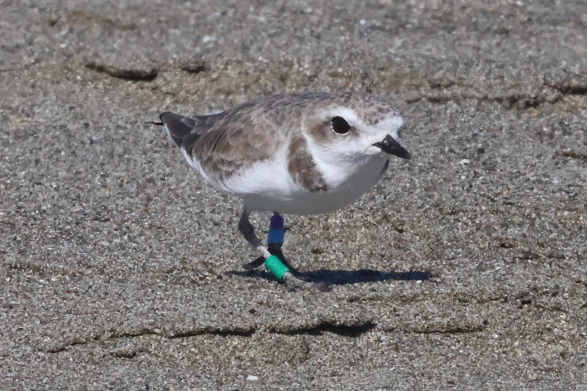 ML624567760 - Snowy Plover - Macaulay Library