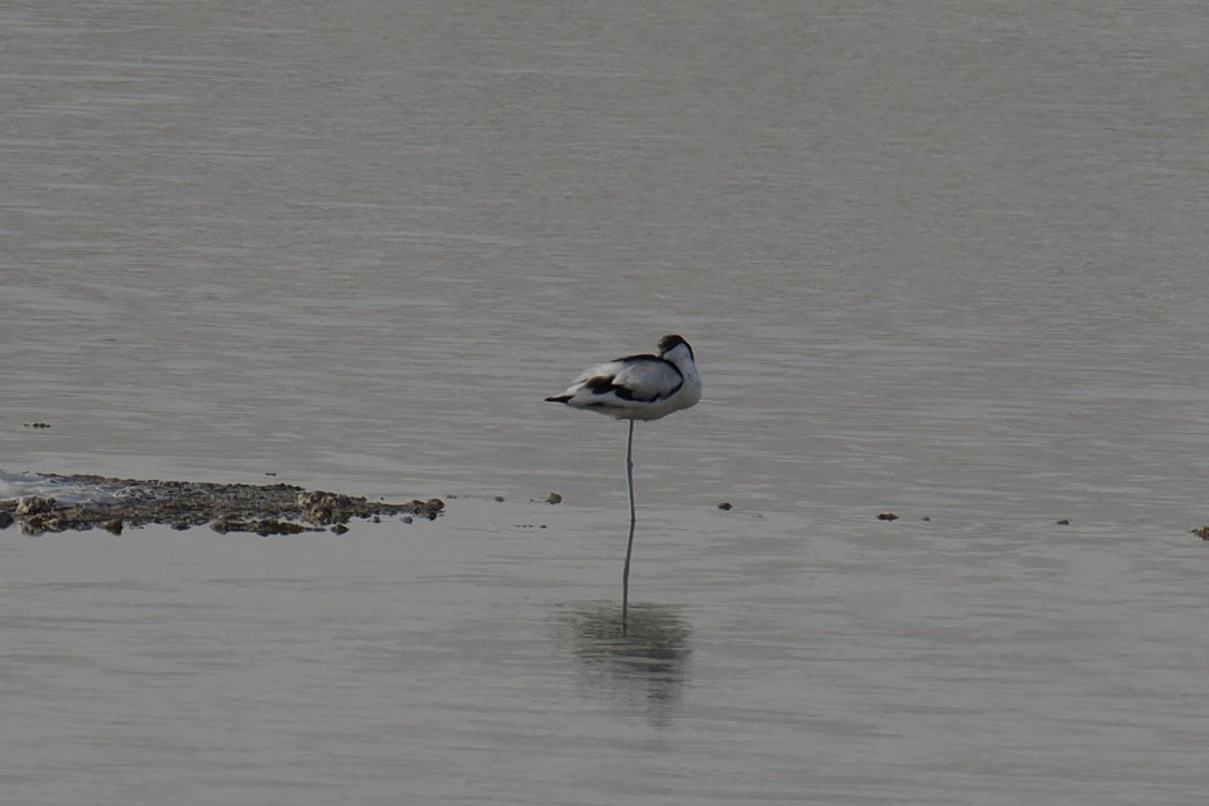 eBird Checklist - 5 Oct 2024 - Al Maha Forest--Pivot Fields (no access ...
