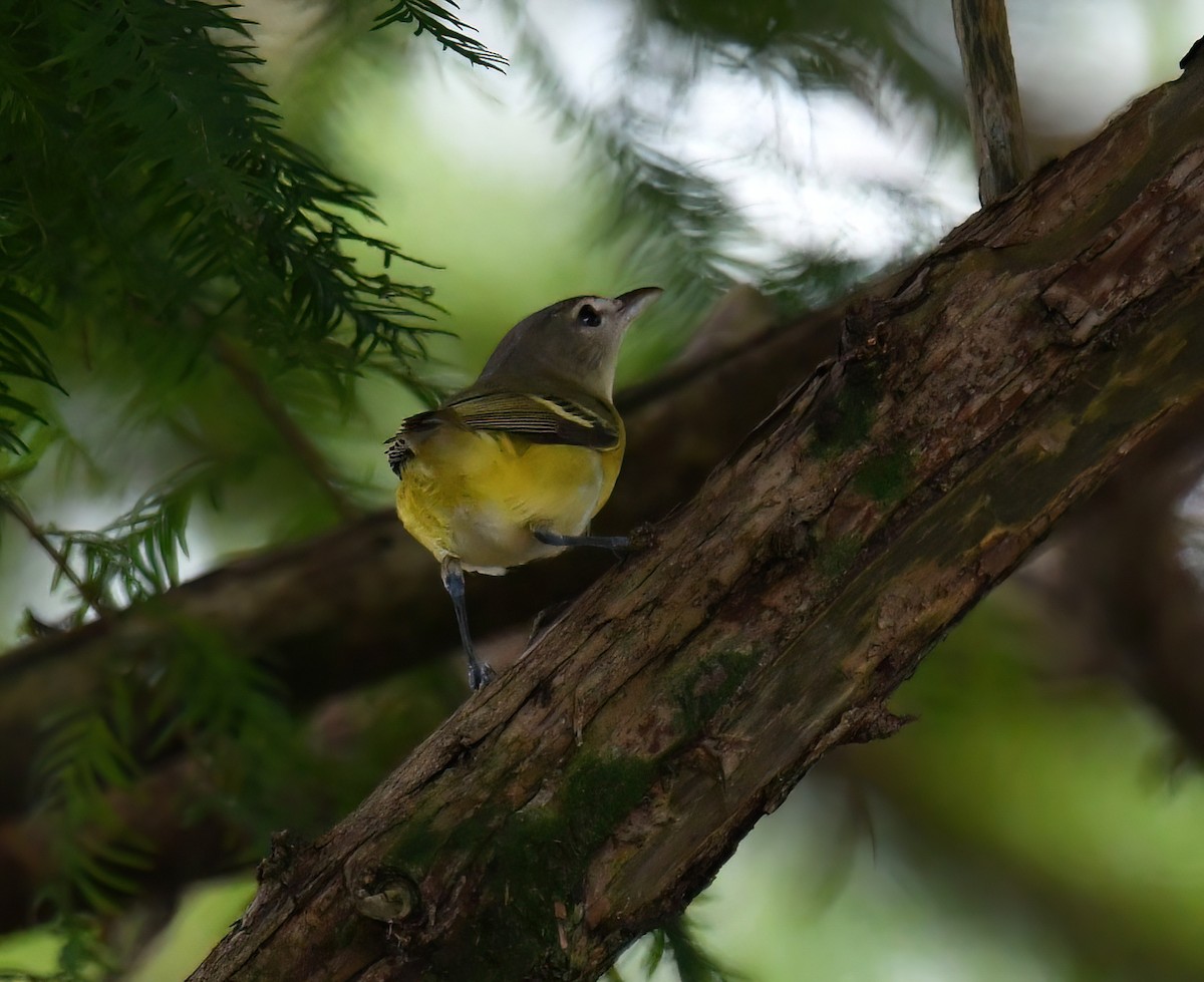 ML624586632 - Bell's Vireo (Eastern) - Macaulay Library