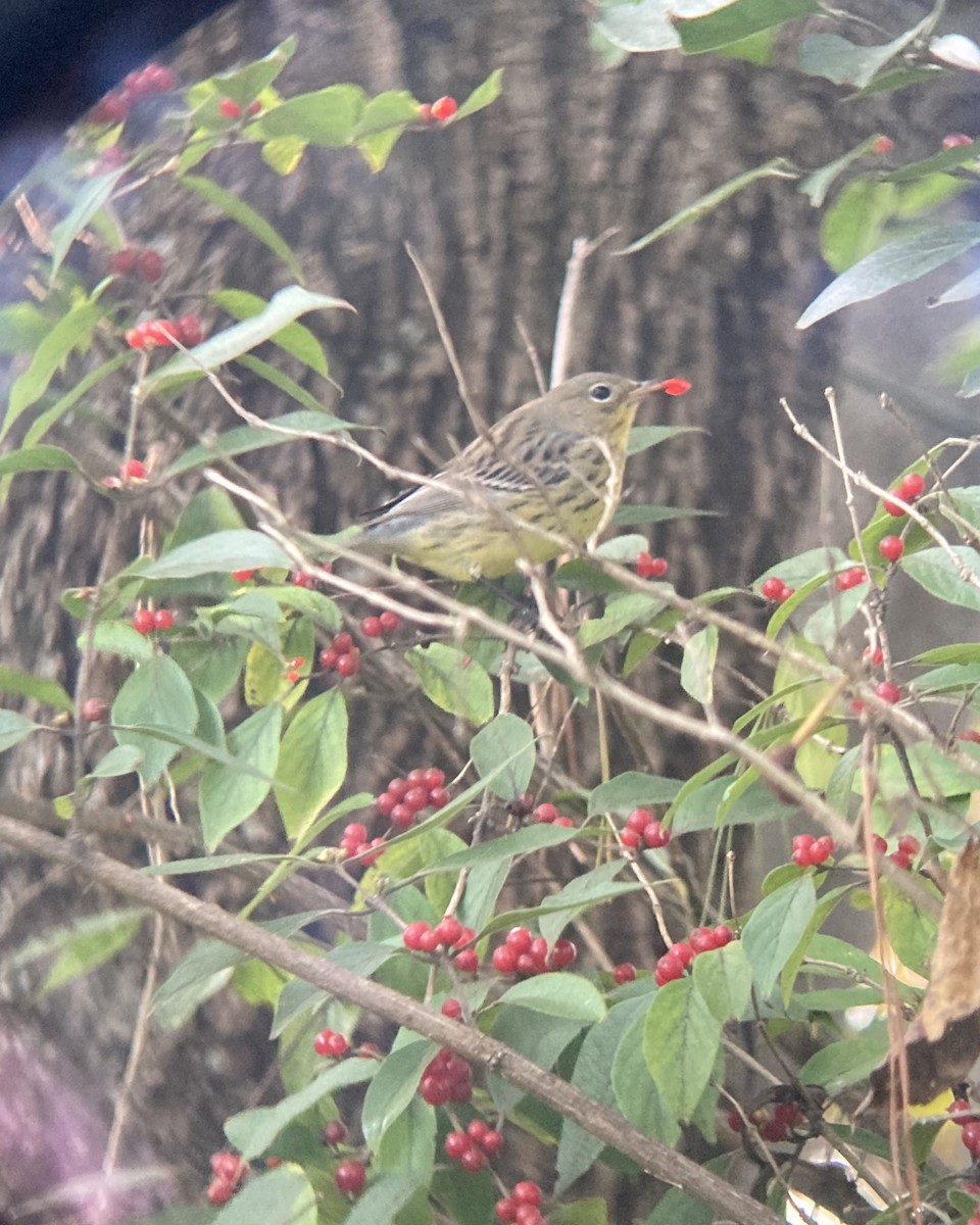 eBird Checklist - 5 Oct 2024 - Coyner Springs Park - 4 species