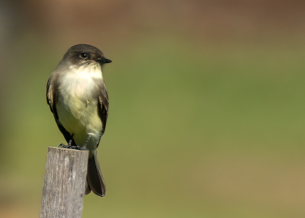 eBird Checklist - 6 Oct 2024 - Rushton Farm - 46 species