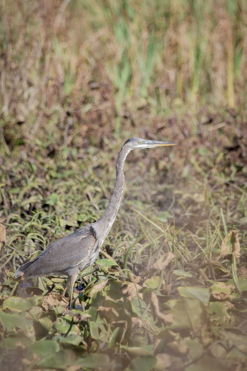 eBird Checklist - 5 Oct 2024 - Hofma Park - Ferris St. entrance - 26 ...