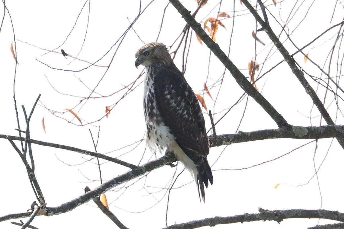 Pennsylvania Bird Atlas Checklist - 6 Oct 2024 - 395 Upper Georges Valley Rd, Spring Mills US-PA ...