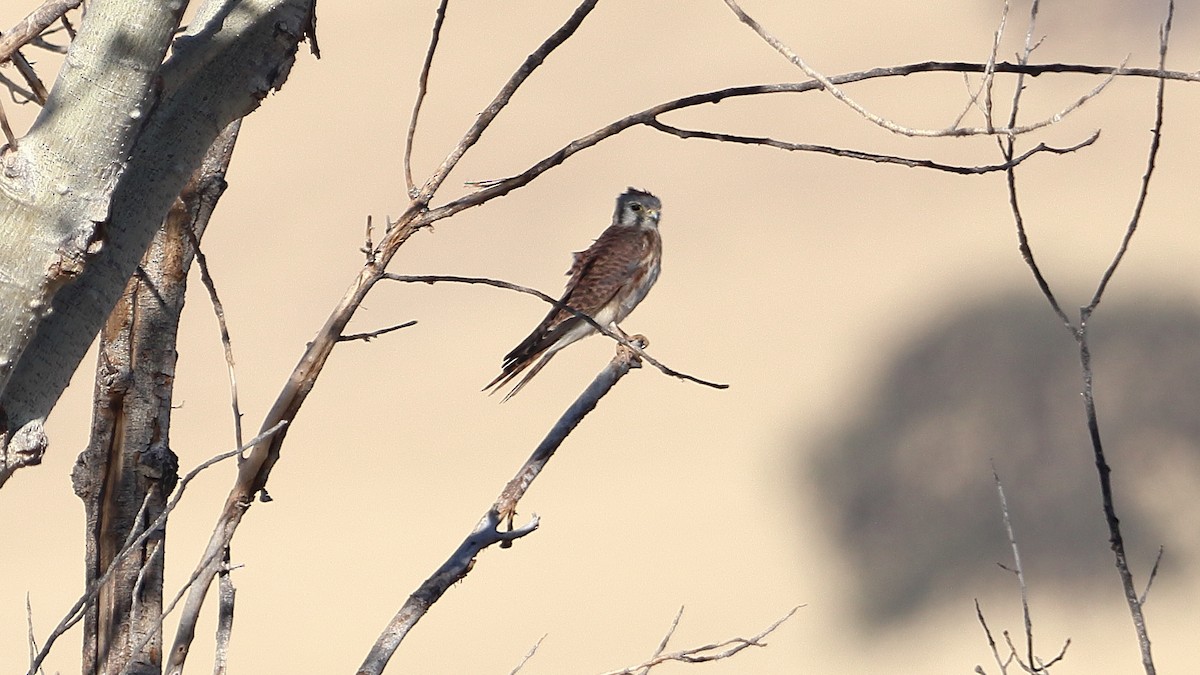 eBird Checklist - 6 Oct 2024 - Hogsback Road-(west end) - 25 species