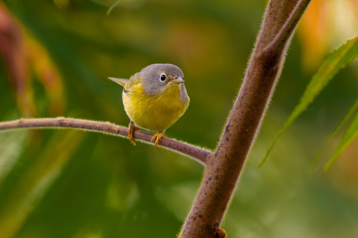 ML624613208 - Nashville Warbler - Macaulay Library