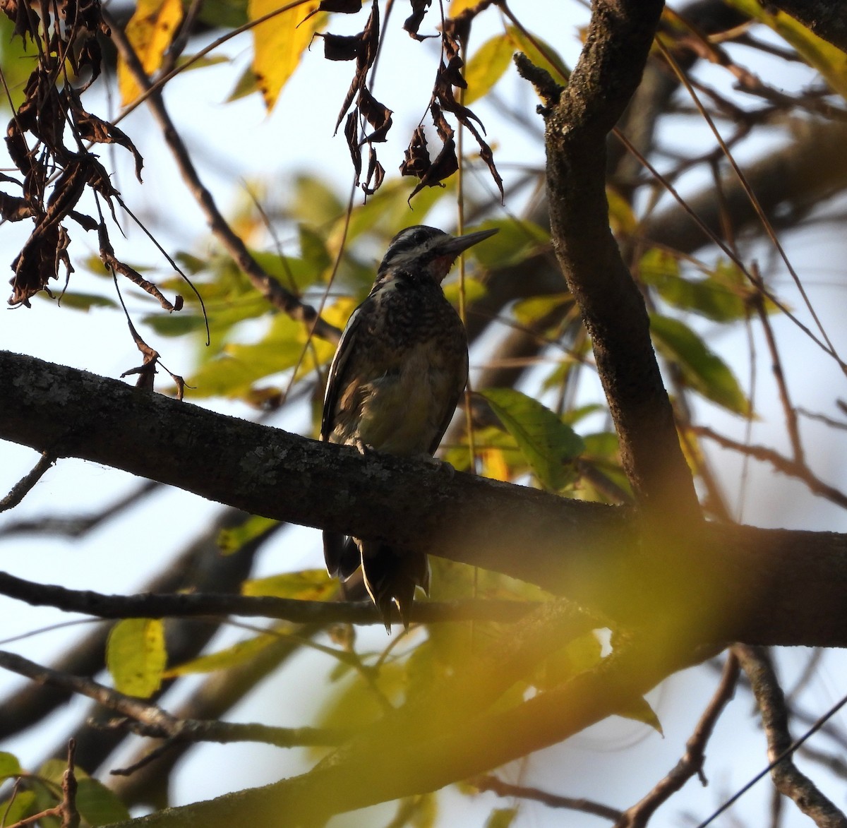 eBird Checklist - 6 Oct 2024 - Fort Custer SRA - 40 species