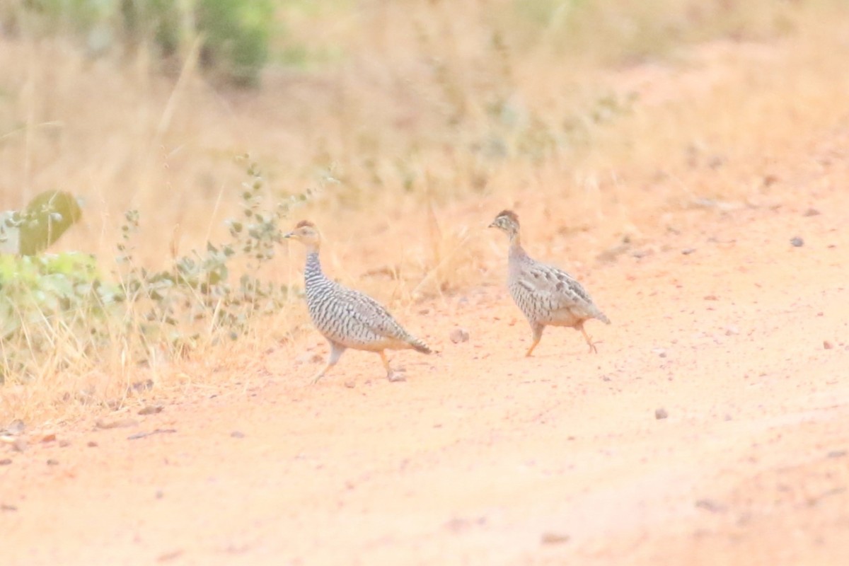 eBird Checklist - 6 Oct 2024 - Ilunga Miombo Forest _West (Atlas Grid ...
