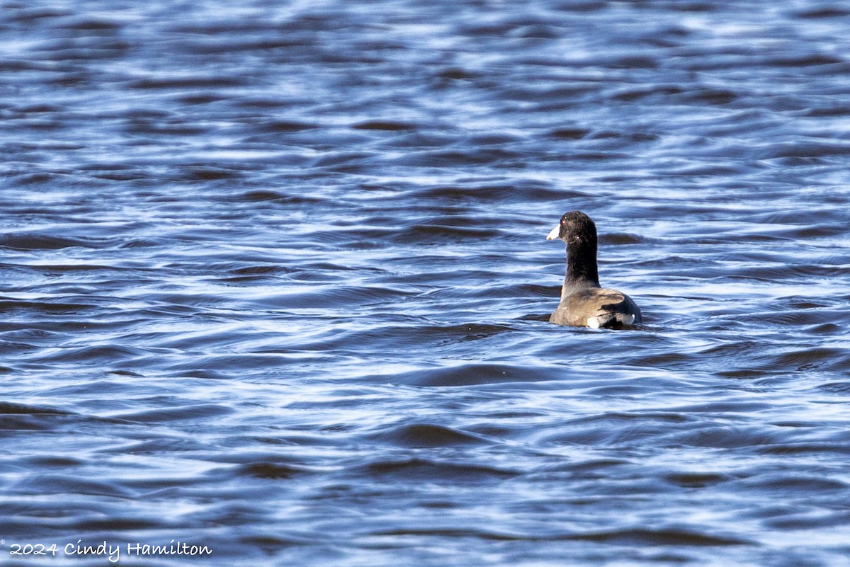 eBird Checklist - 7 Oct 2024 - **Back Bay NWR - 30 species