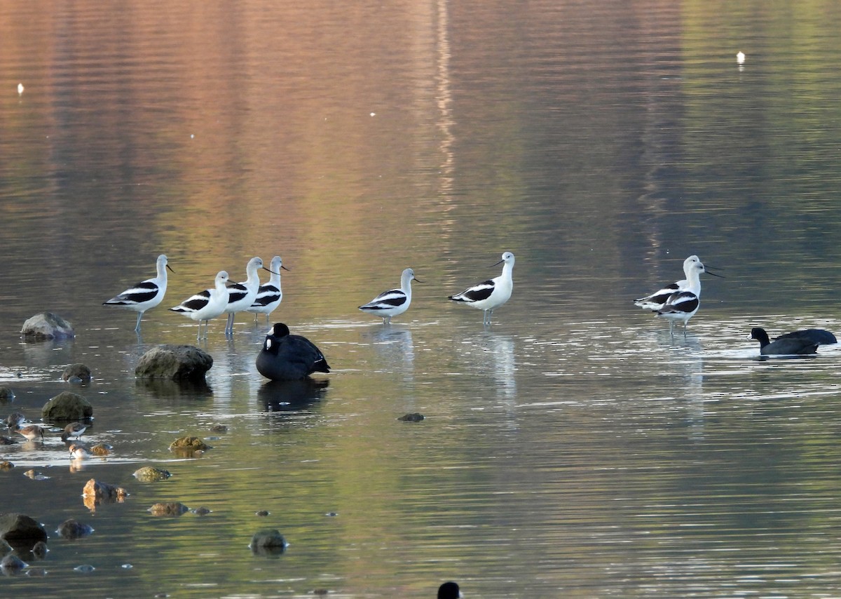 eBird Checklist - 7 Oct 2024 - Frank G. Bonelli RP/Puddingstone ...