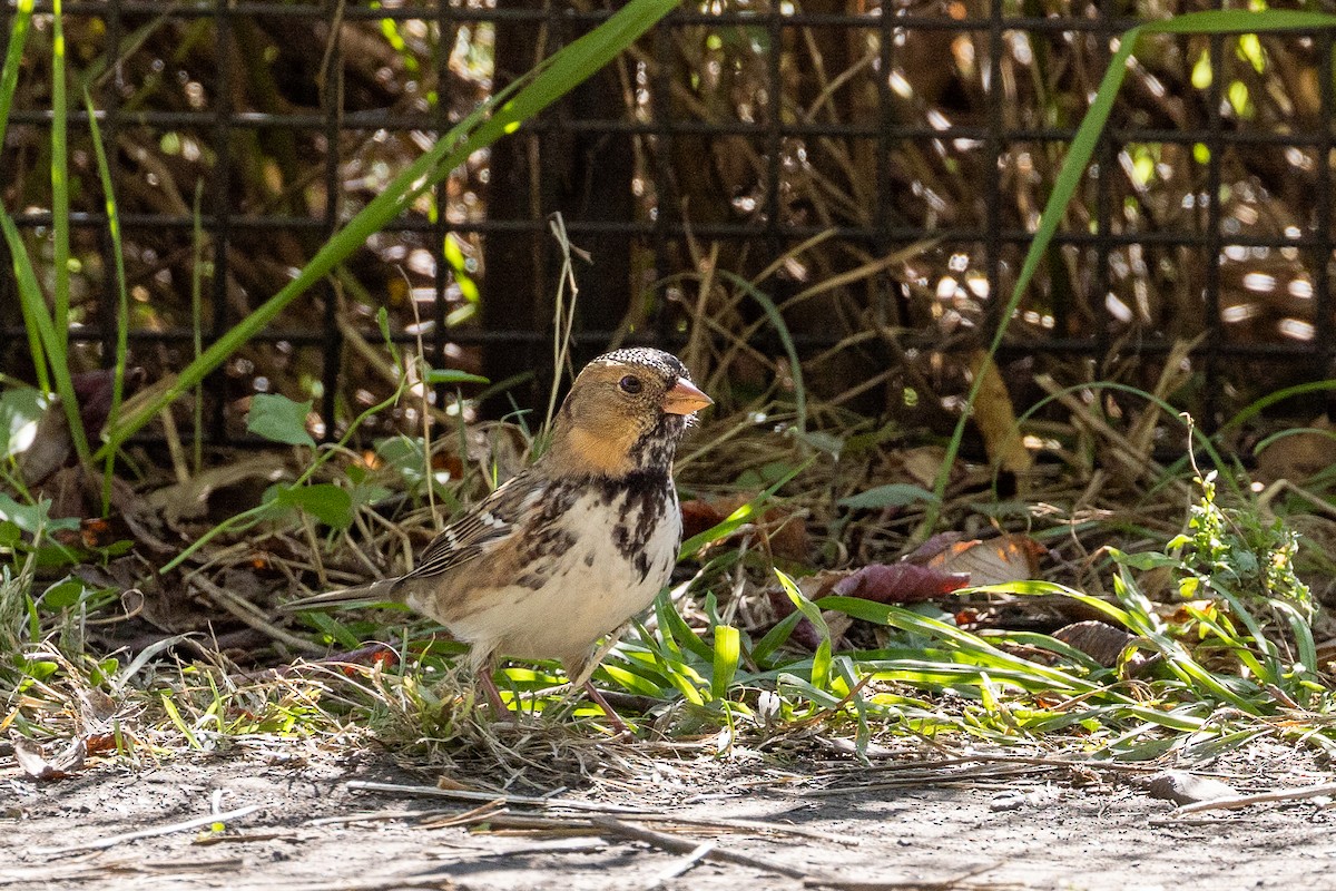 eBird Checklist - 7 Oct 2024 - Montrose Point Bird Sanctuary, Lincoln ...