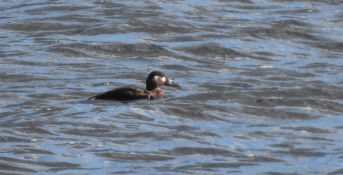 eBird Checklist - 7 Oct 2024 - Kingston--Collin's Bay - 13 species