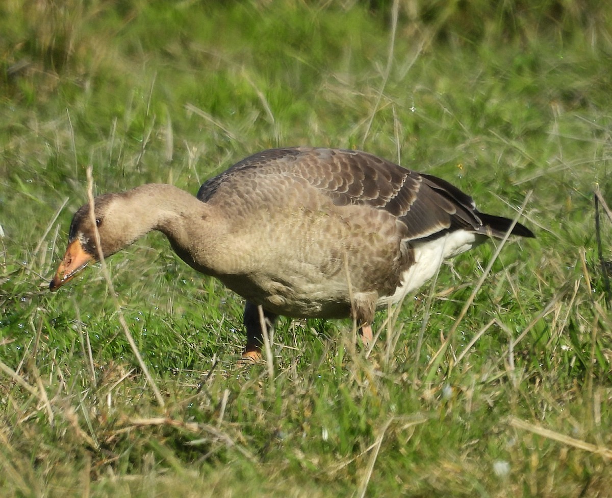 eBird Checklist - 7 Oct 2024 - Arcata Bottoms--V St. Loop - 40 species ...