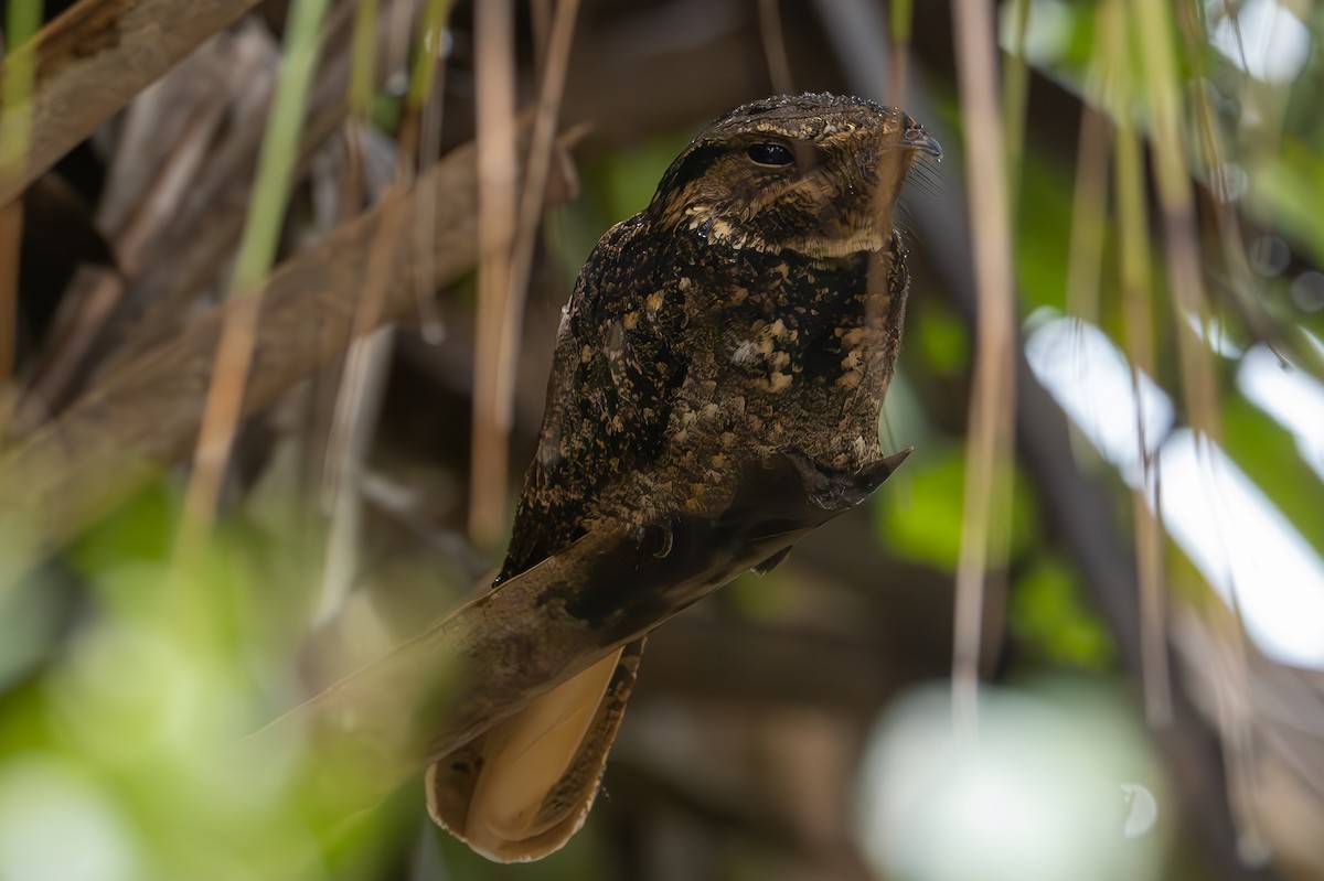 eBird Checklist - 7 Oct 2024 - John Prince Park - 27 species