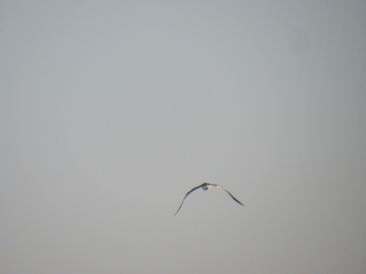 ML624655320 - gull sp. - Macaulay Library