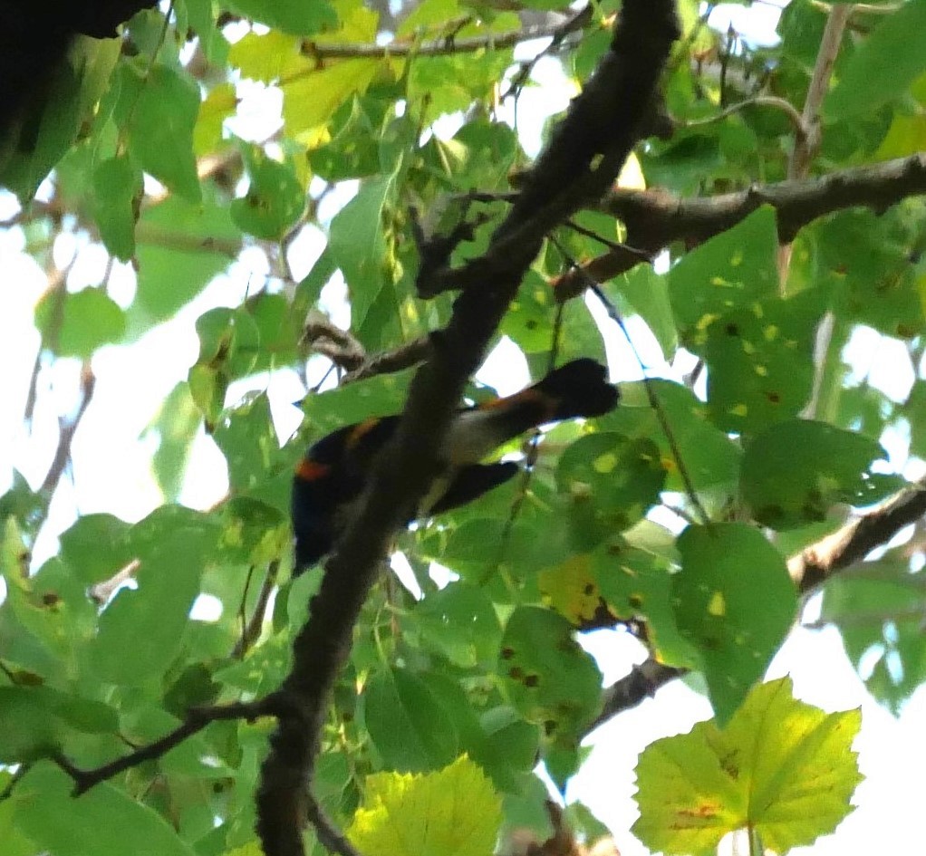 eBird Checklist - 7 Oct 2024 - Prairie Creek Park (Collin Co. portion ...