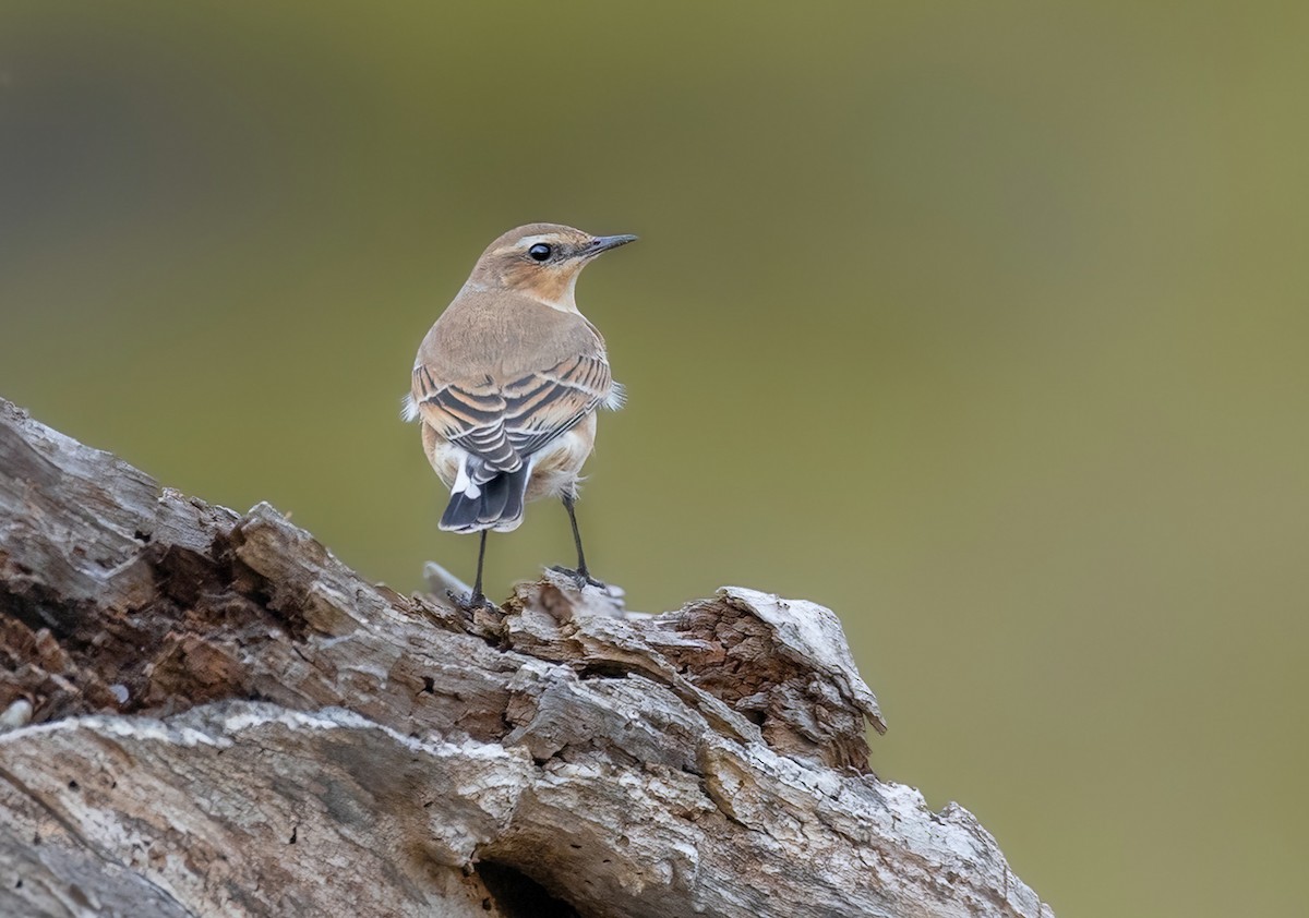 ML624658400 - Northern Wheatear - Macaulay Library
