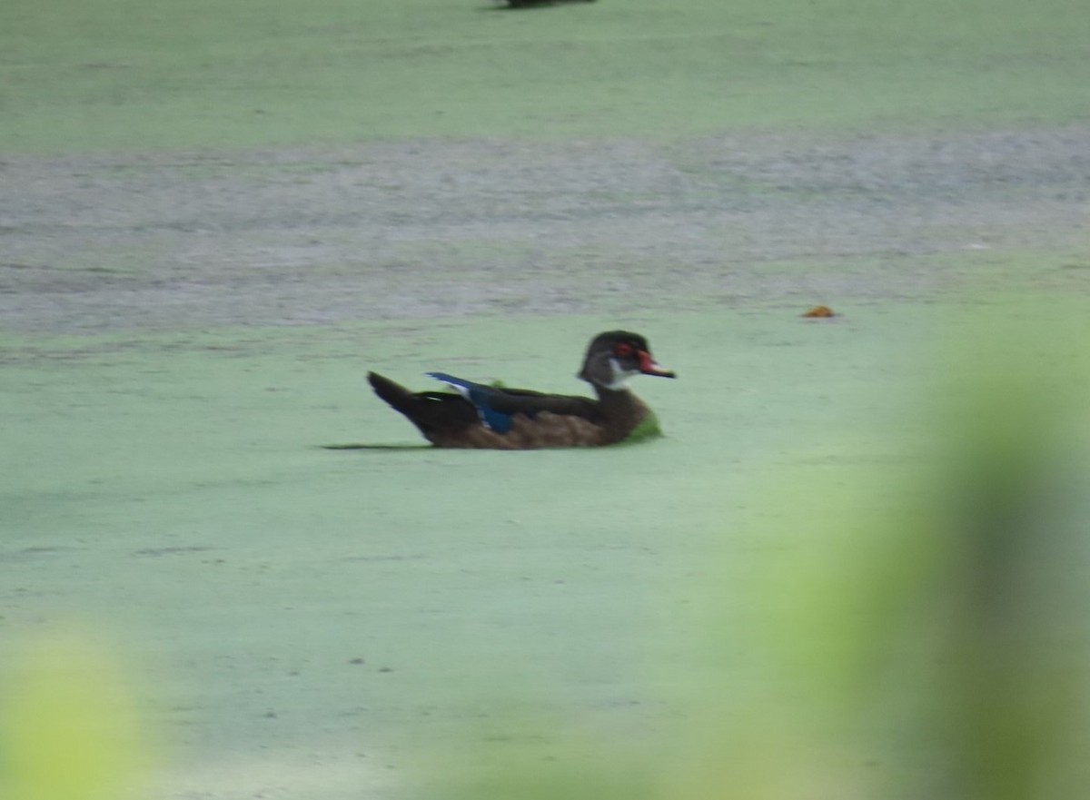 eBird Checklist - 26 Aug 2024 - Turtle Mountain PP - 29 species (+1 ...