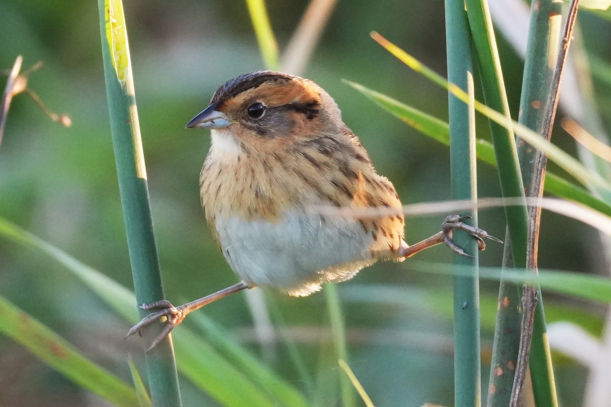 ML624681176 - Nelson's Sparrow - Macaulay Library