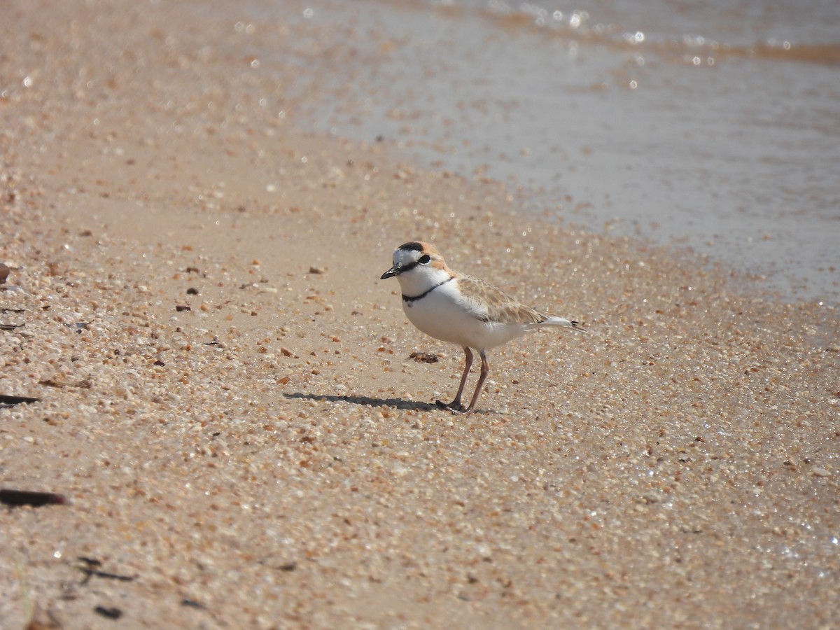 eBird Checklist - 5 Oct 2024 - Laguna Negra--Colonia Don Bosco - 98 species