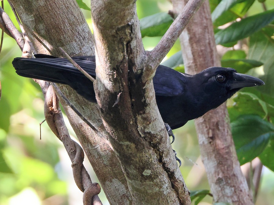 Sierra Madre Crow - eBird
