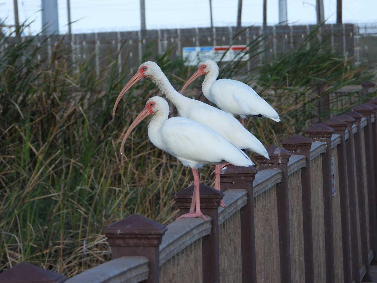 eBird Checklist - 7 Oct 2024 - South Padre Is.--Birding and Nature ...
