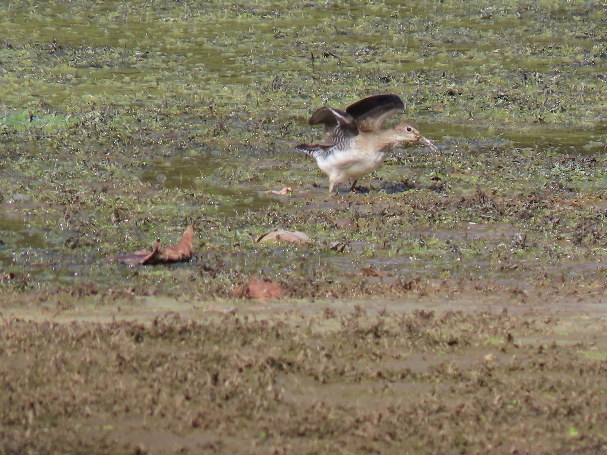 Pennsylvania Bird Atlas Checklist - 8 Oct 2024 - Hibernia County Park--Chambers Lake - 15 species