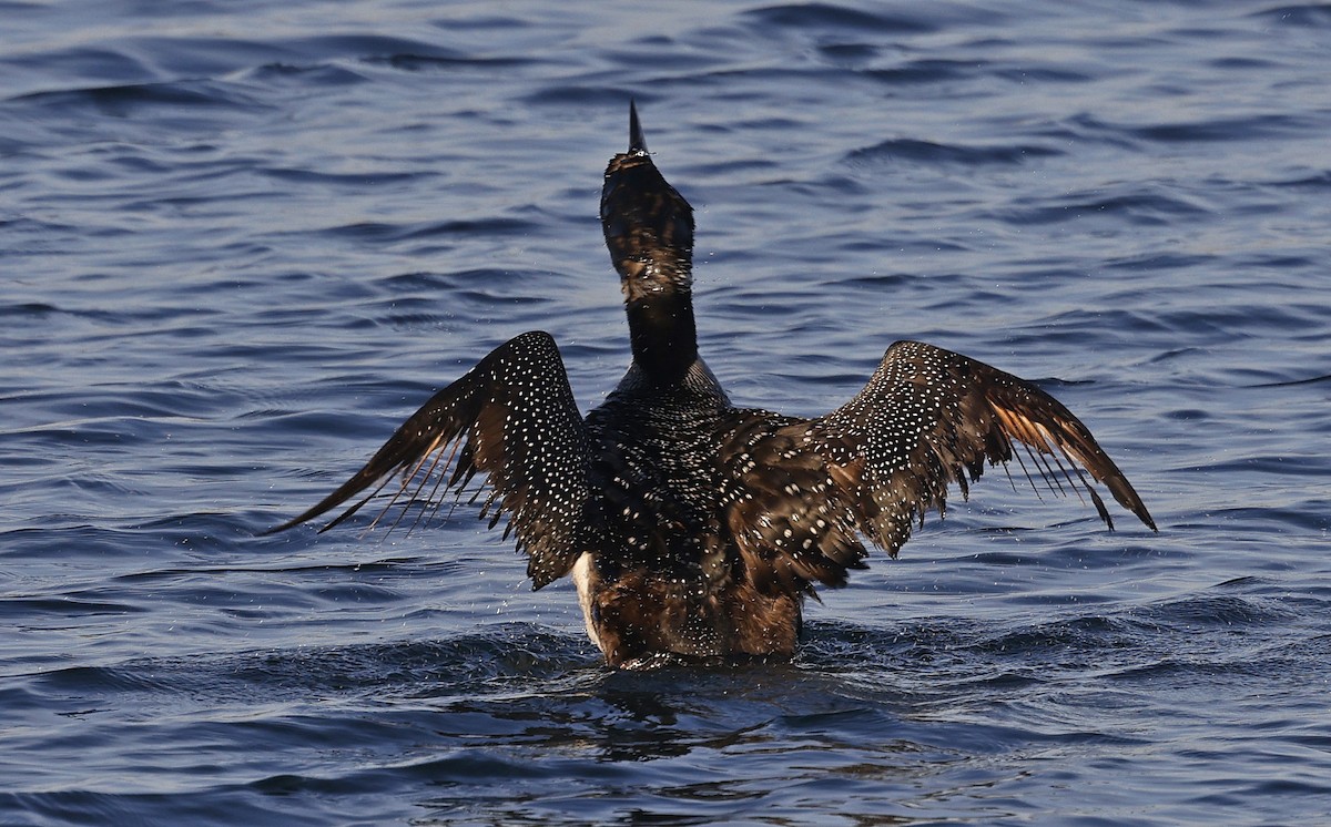 eBird Checklist - 3 Oct 2024 - Grutness - 24 species