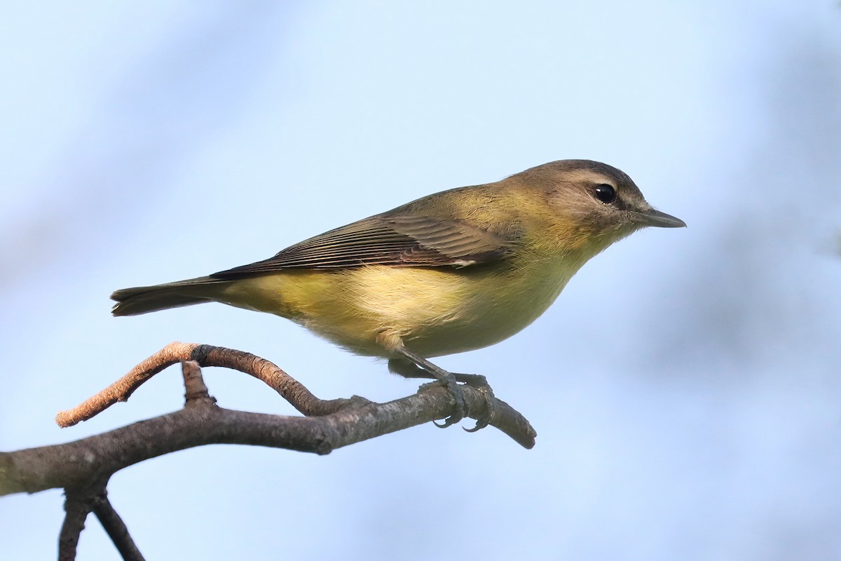 eBird Checklist - 8 Oct 2024 - Robert C. Stuart Park - 32 species