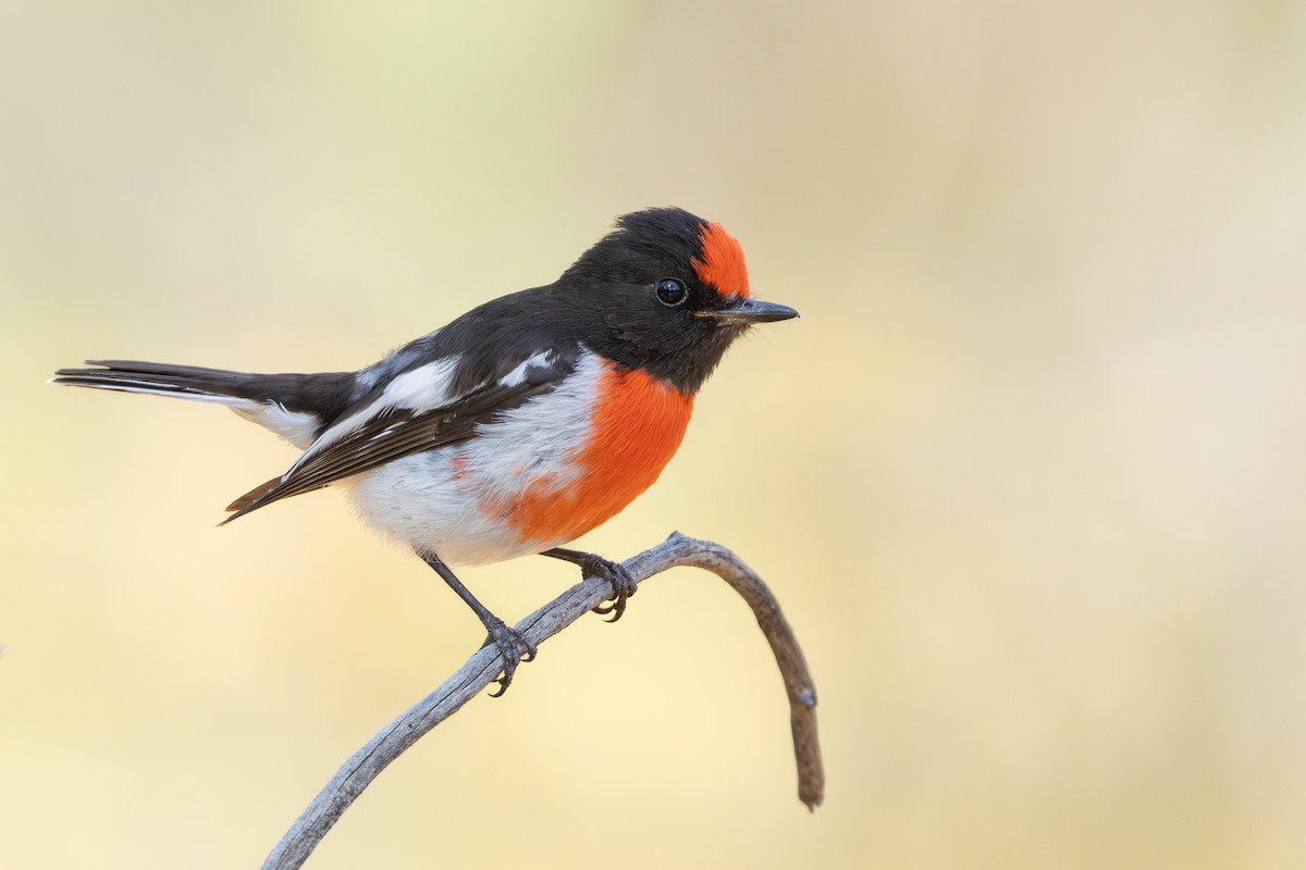 ML624712610 - Red-capped Robin - Macaulay Library