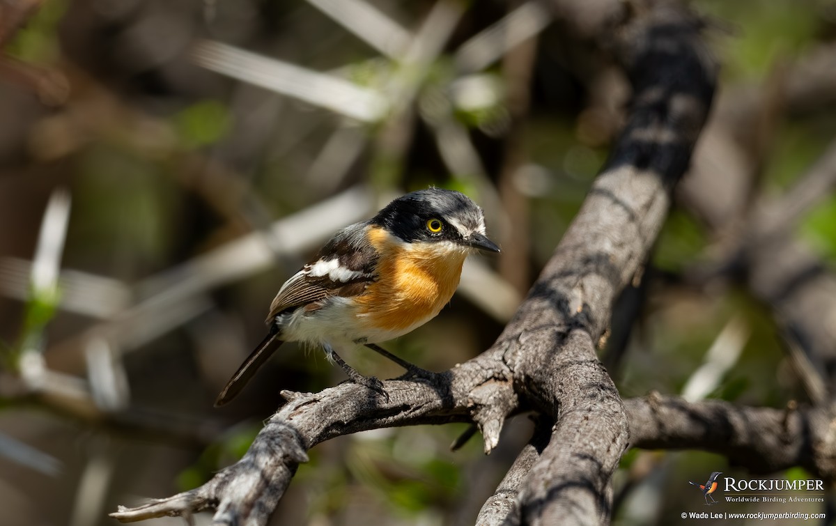 eBird Checklist - 8 Oct 2024 - R355, Ceres ZA-Tankwa Karoo WC -33.20237 ...