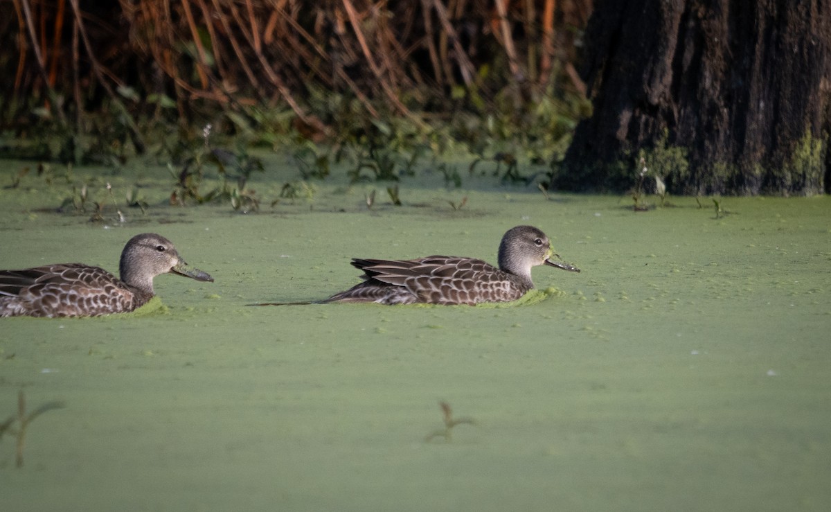 eBird Checklist - 9 Oct 2024 - Troy Wetlands - 40 species