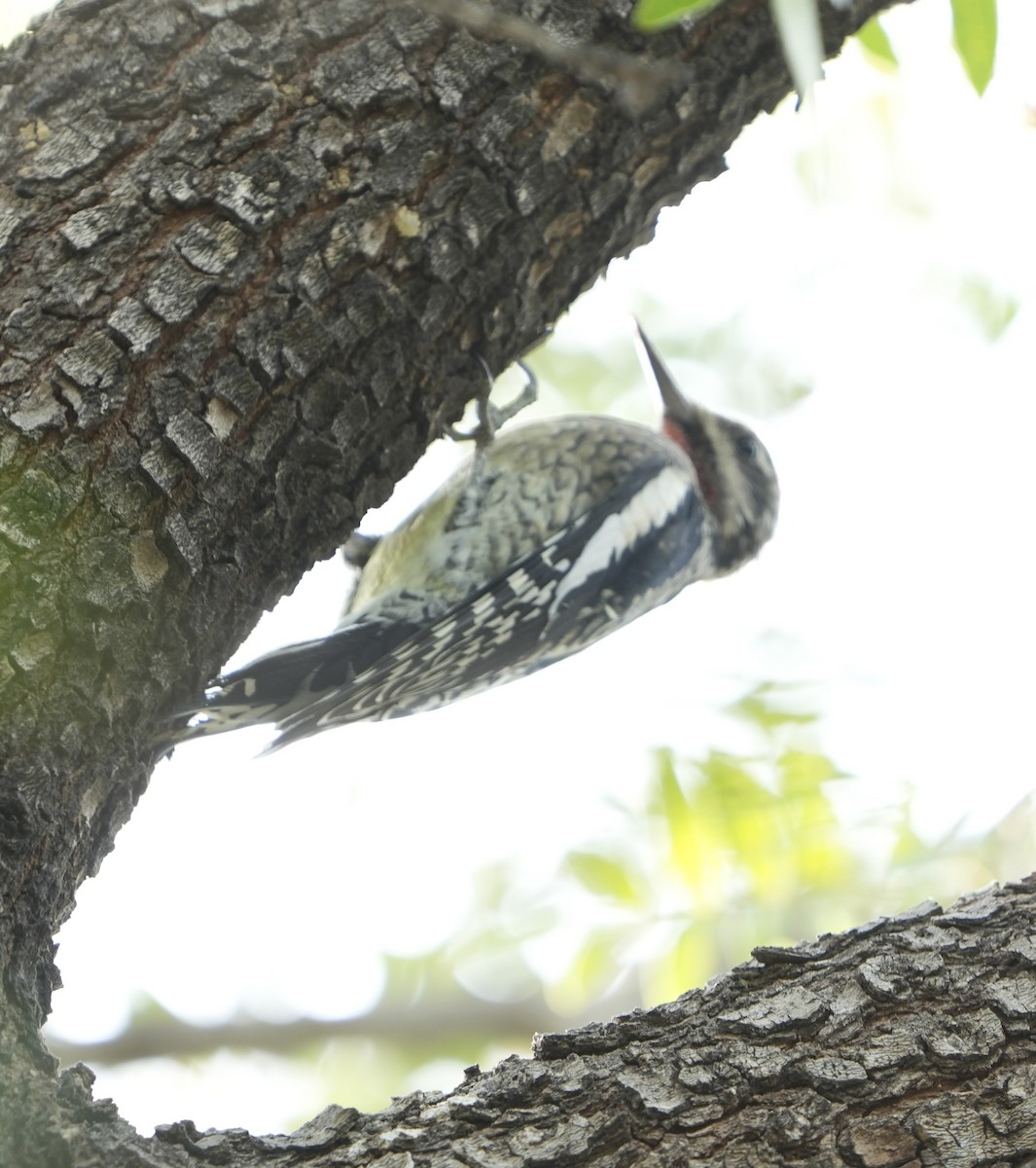eBird Checklist - 9 Oct 2024 - Riggs and Price Rds. ponds - 20 species
