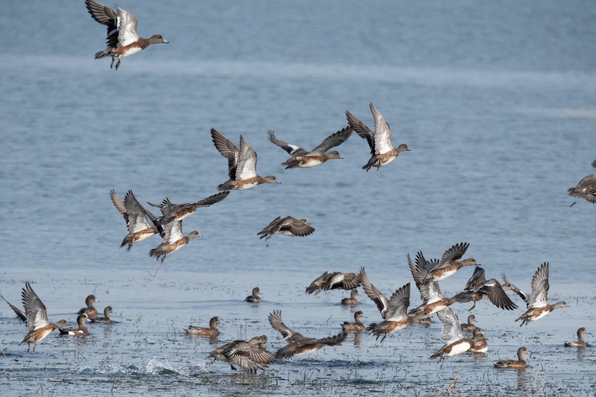 eBird Checklist - 9 Oct 2024 - Steveston--Jetty at Sand Heads - 34 species