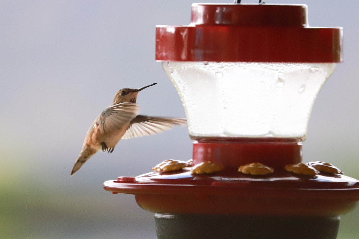 Pennsylvania Bird Atlas Checklist - 10 Oct 2024 - 399 Upper Georges Valley Rd, Spring Mills US ...