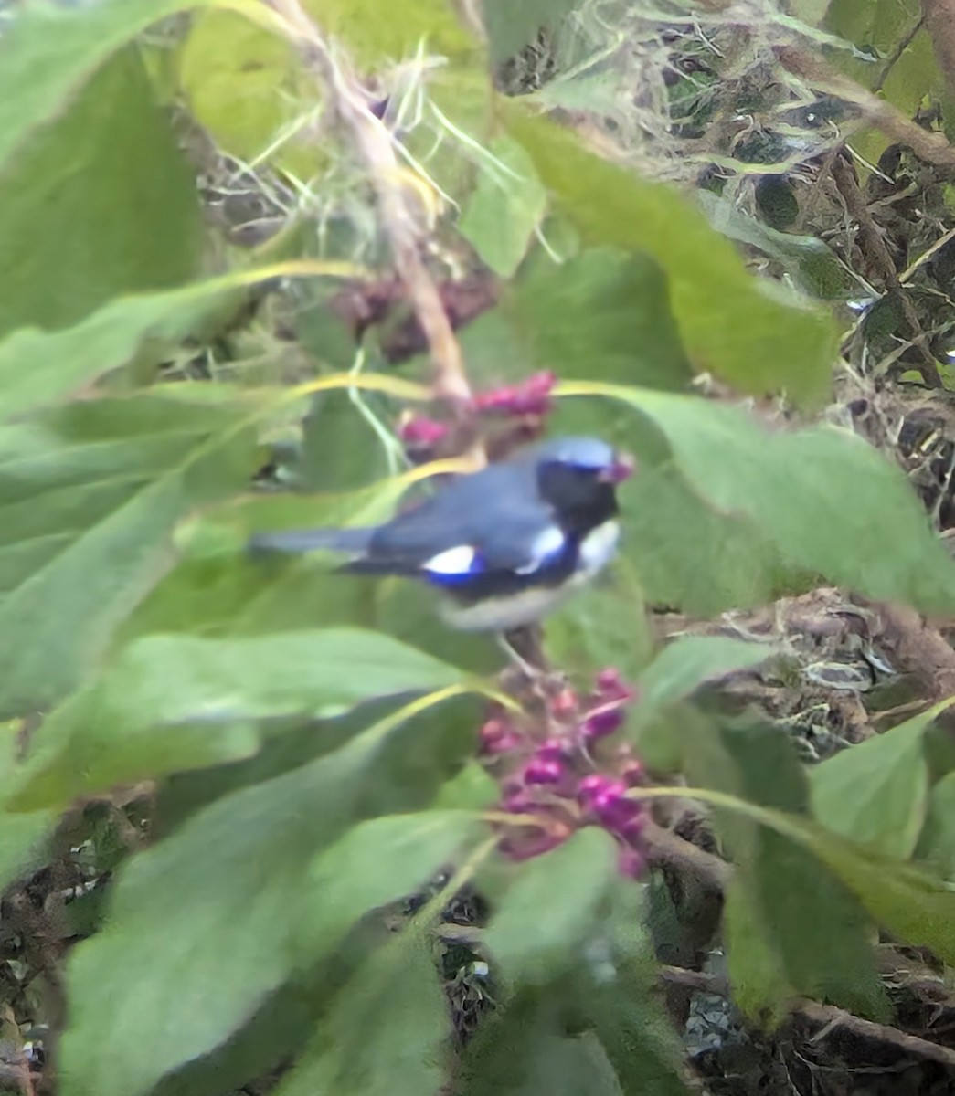 ML624754823 - Black-throated Blue Warbler - Macaulay Library
