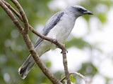 Bhandara, Maharashtra, India - eBird