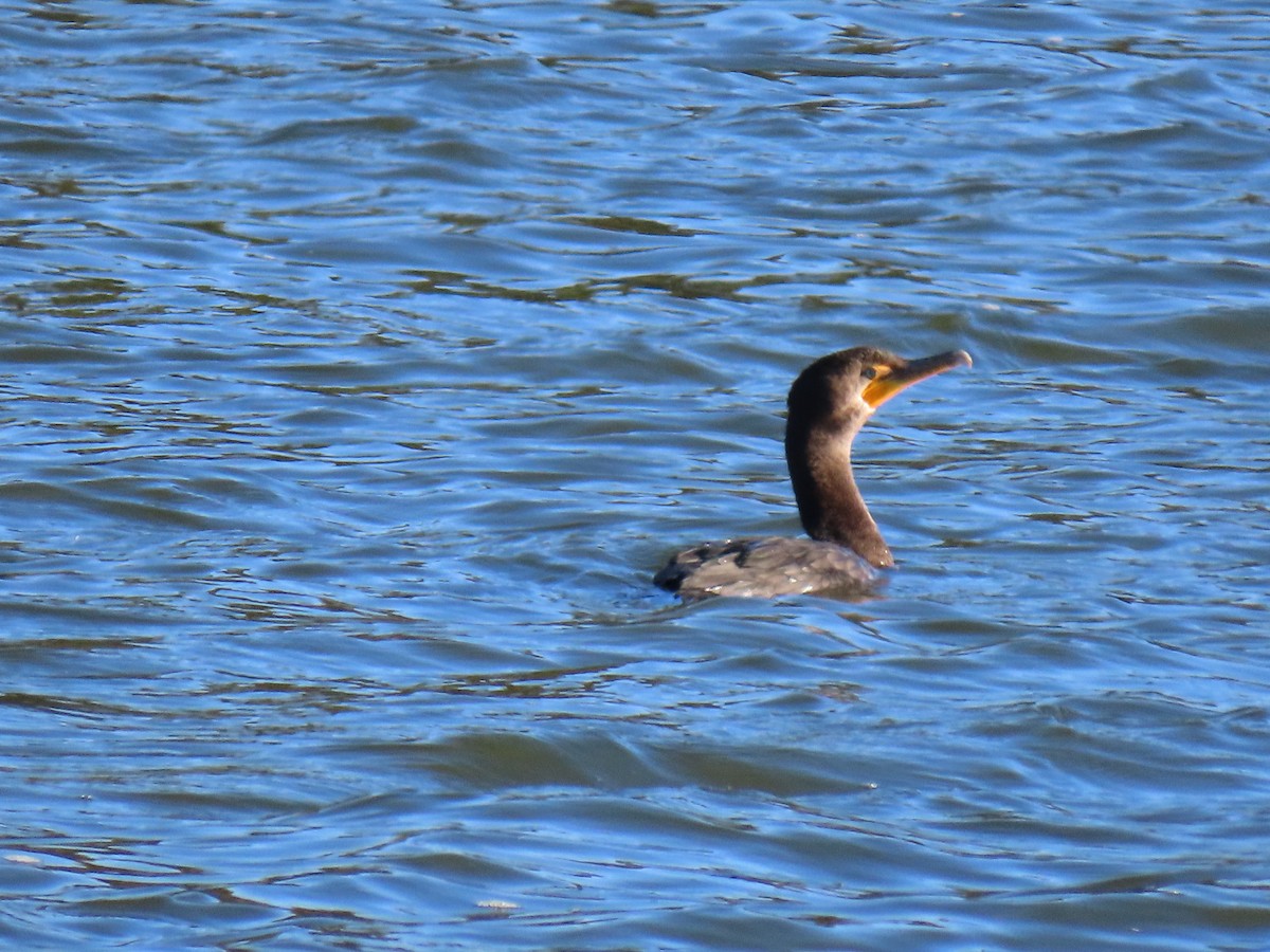 Pennsylvania Bird Atlas Checklist - 10 Oct 2024 - Hibernia County Park--Chambers Lake - 31 species