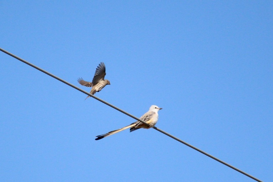 eBird Checklist - 10 Oct 2024 - stakeout Scissor-tailed Flycatcher, Holland (2024) - 12 species