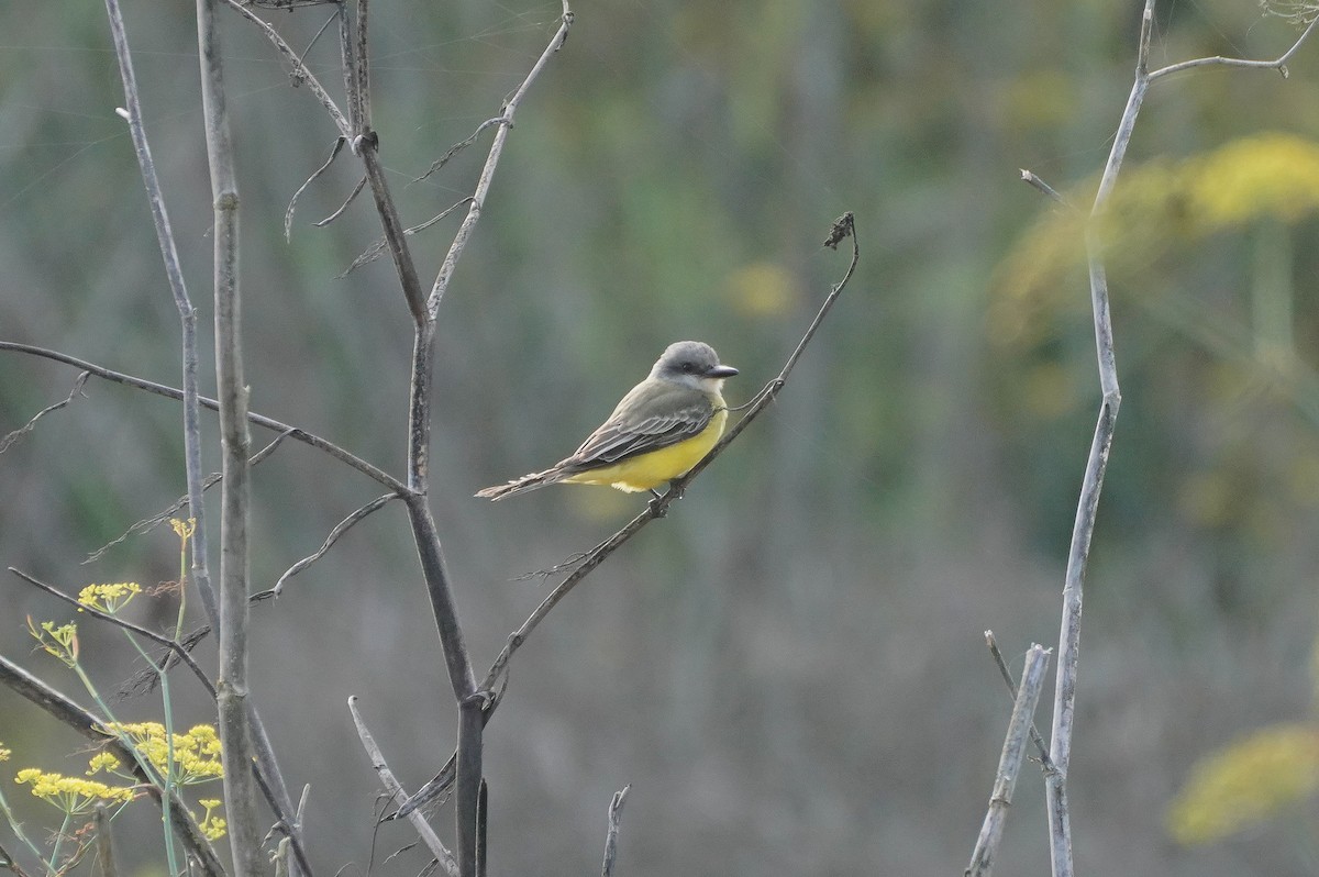 eBird Checklist - 10 Oct 2024 - Rodeo Lagoon - 73 species (+4 other taxa)