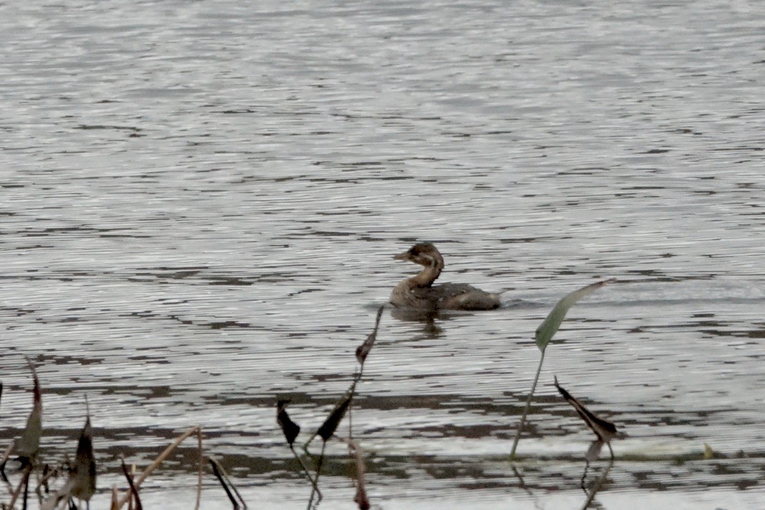 eBird Checklist - 10 Oct 2024 - Upper Baker Pond, Orford - 7 species
