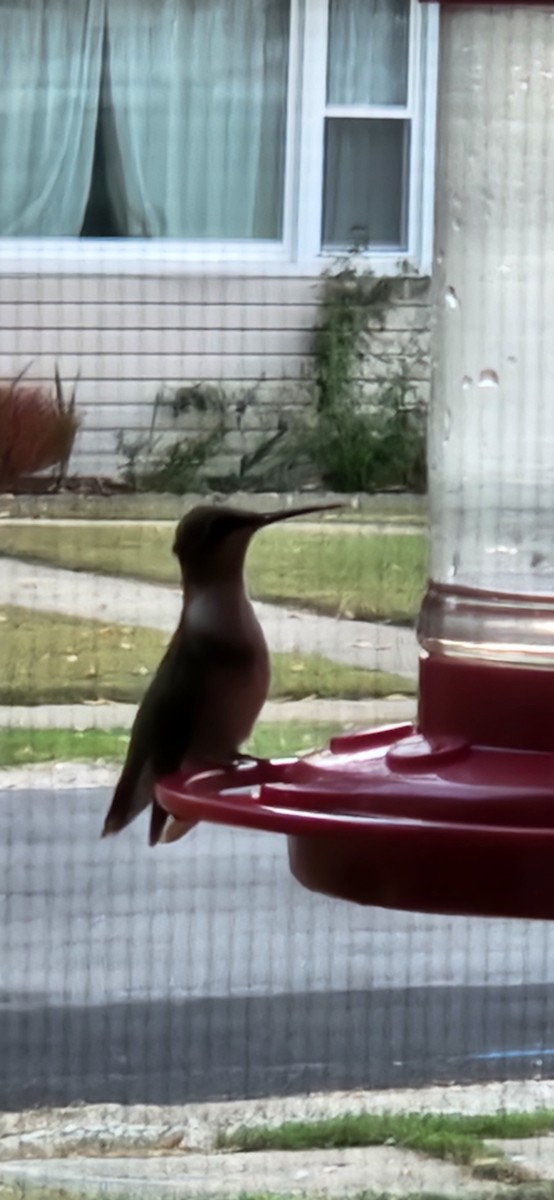 eBird Checklist - 10 Oct 2024 - Rochester 412 E. Mill St. - 13 species