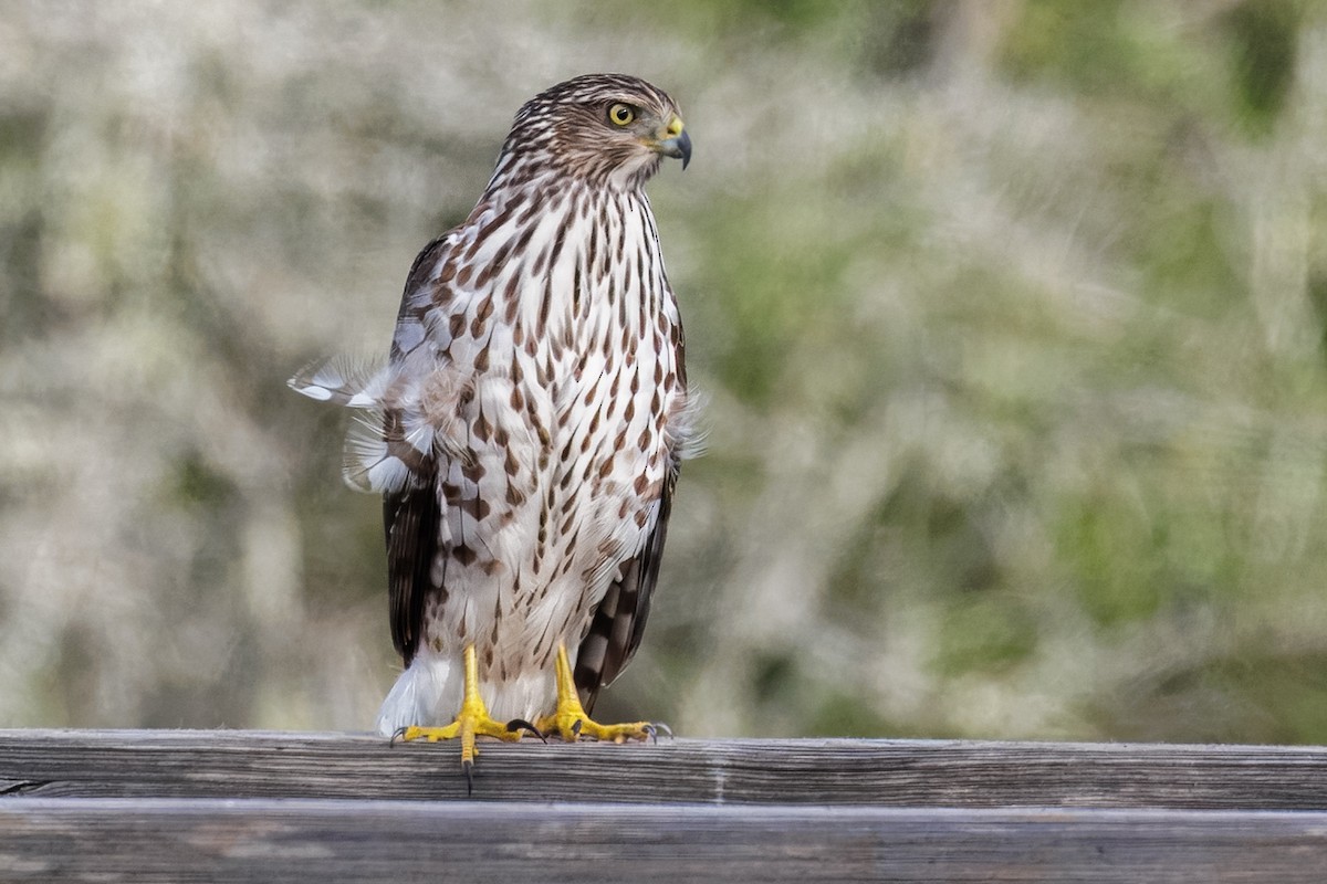 ML624775773 - Cooper's Hawk - Macaulay Library