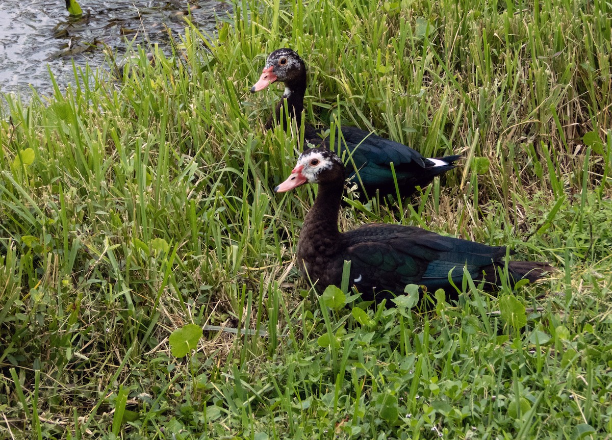 ML624777176 - Muscovy Duck (Domestic type) - Macaulay Library